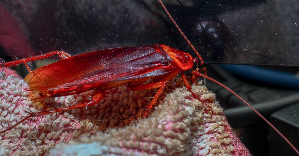 Cockroach Allergy: What You Need to Know to Stay Healthy