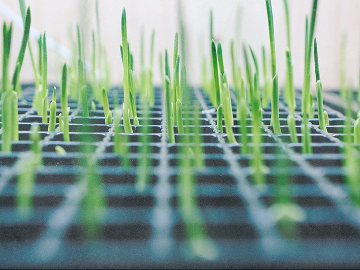 Pros and cons of GMO foods: Health and environment