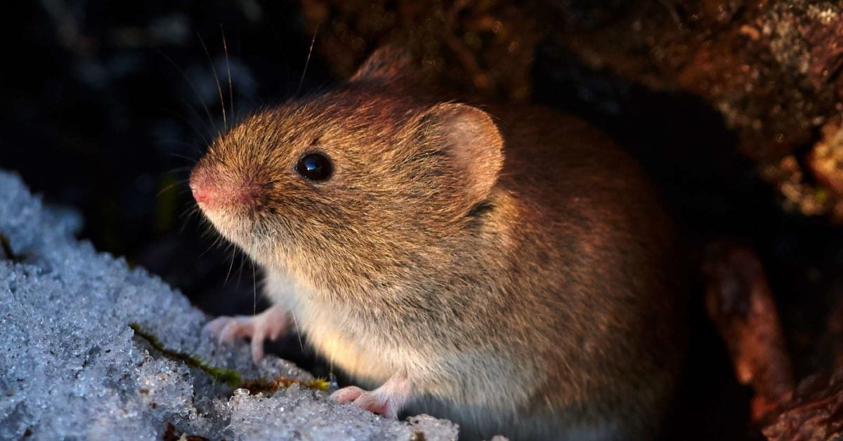 Common fire retardant makes prairie voles anxious, less social