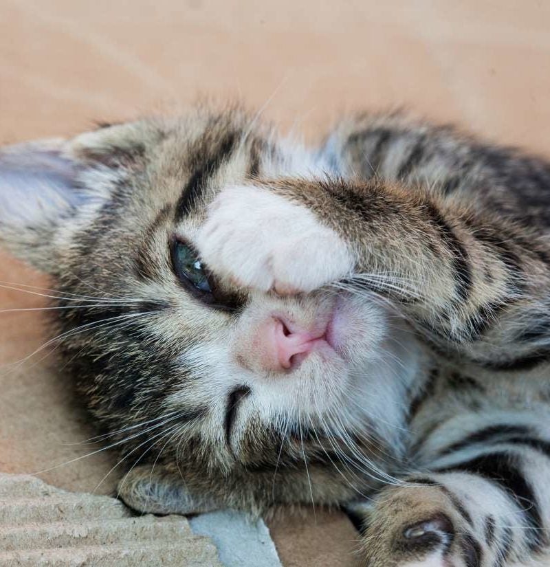 Only 'cat whisperers' can read felines' facial expressions