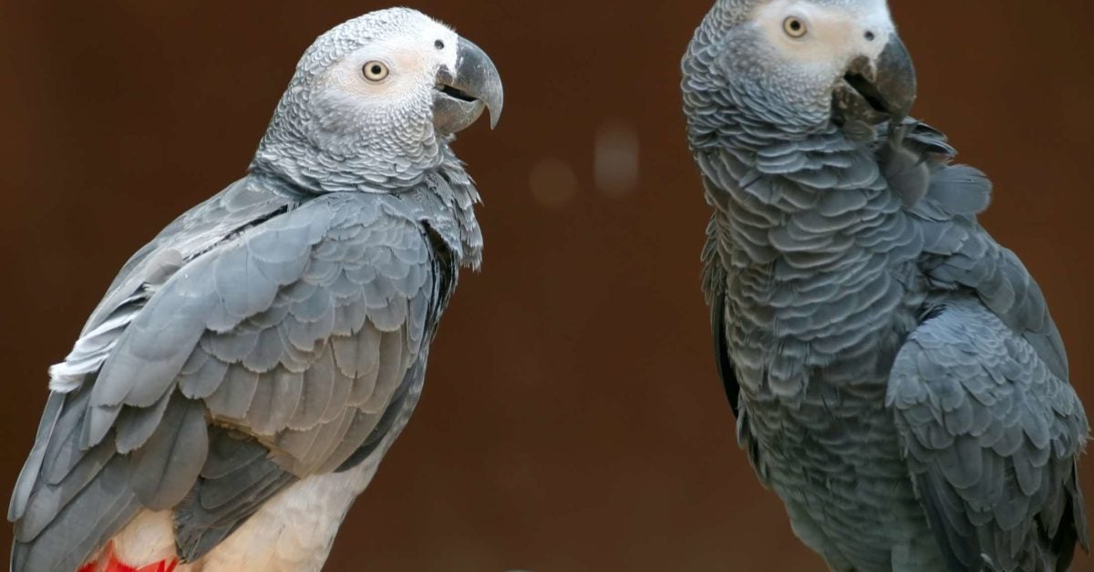 Are some parrots selfless?
