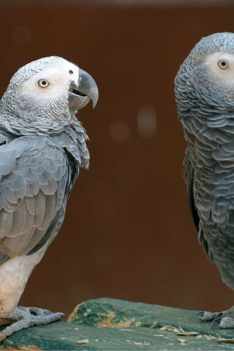 Are some parrots selfless?