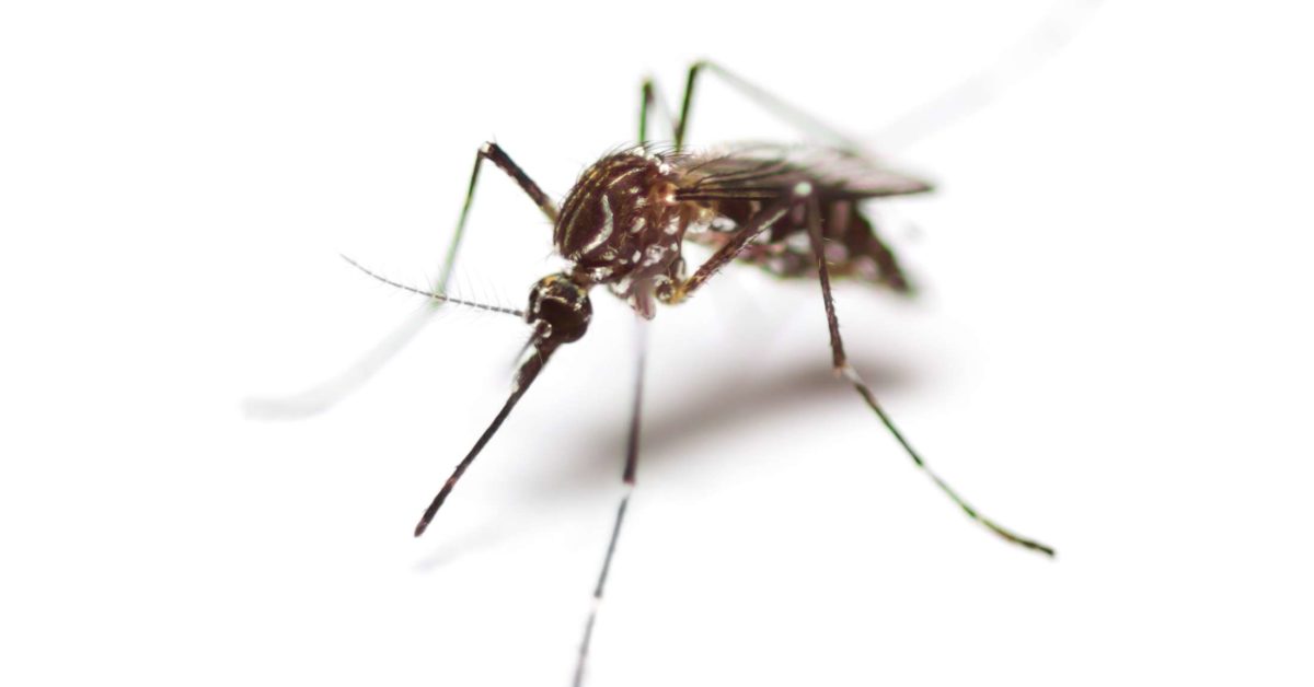 Japanese Encephalitis Symptoms Treatment Transmission And More