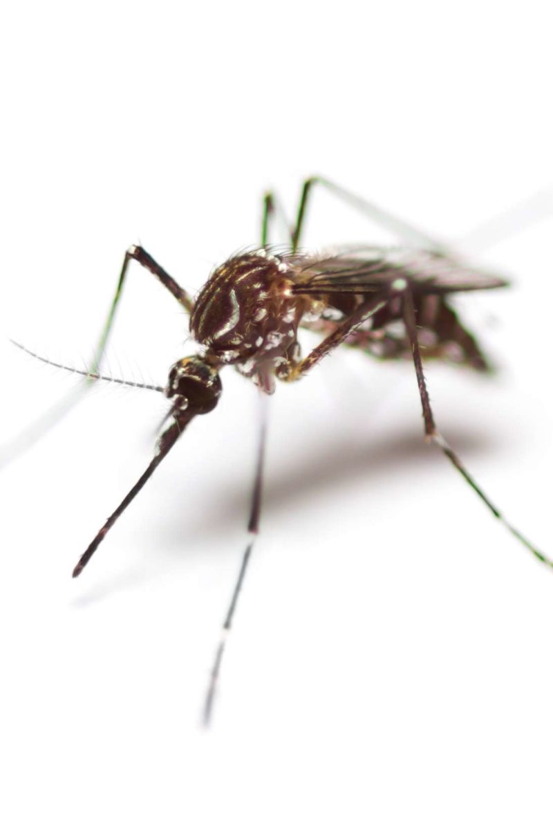 Japanese Encephalitis Symptoms Treatment Transmission And More