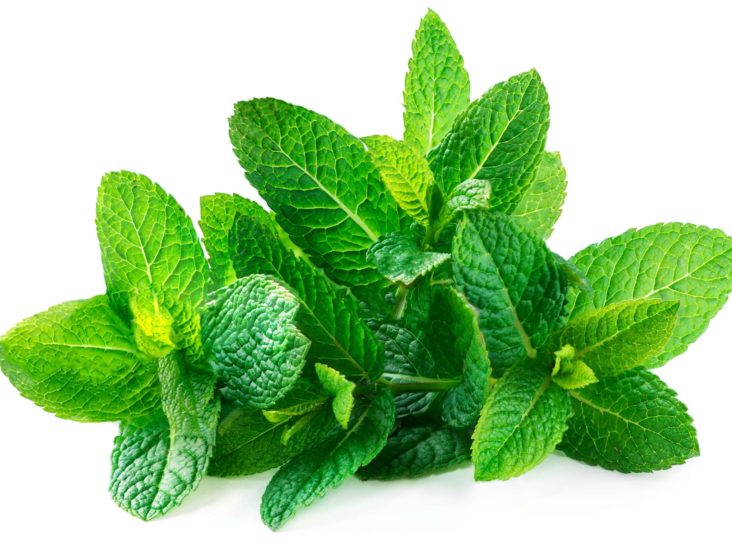 Mint Leaf Its Benefits Nutrition Why Best For Our Body