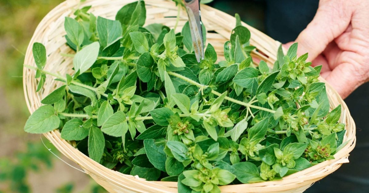 Oregano Health Benefits Uses And Side Effects