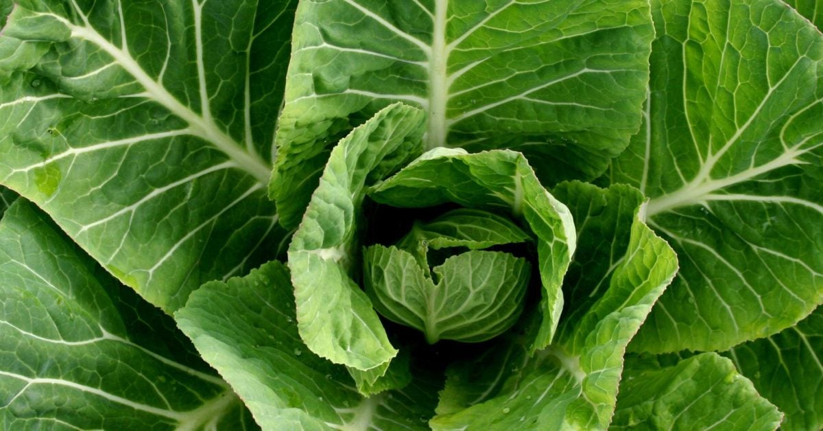 Collard Greens Benefits Nutrition Diet And Risks