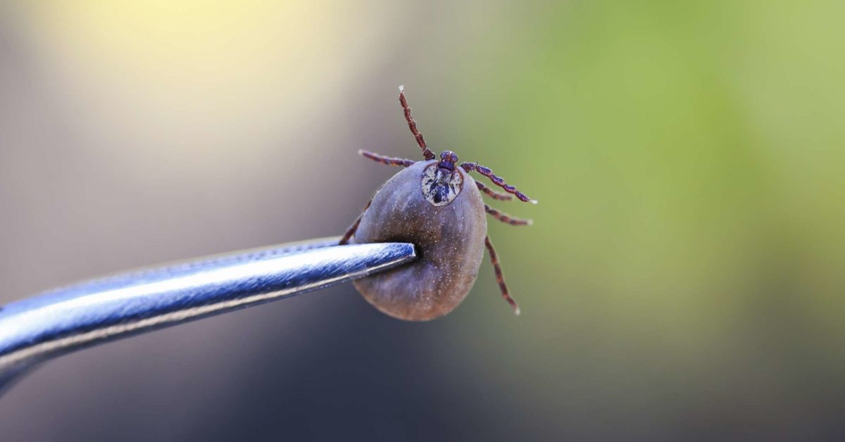 Tick Removal Tips Prevention And Checking