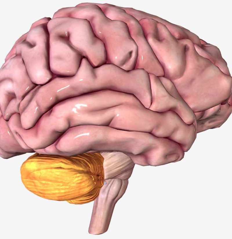 Cerebellum Anatomy Function And Disorders Cerebellum Anatomy Function And Disorders