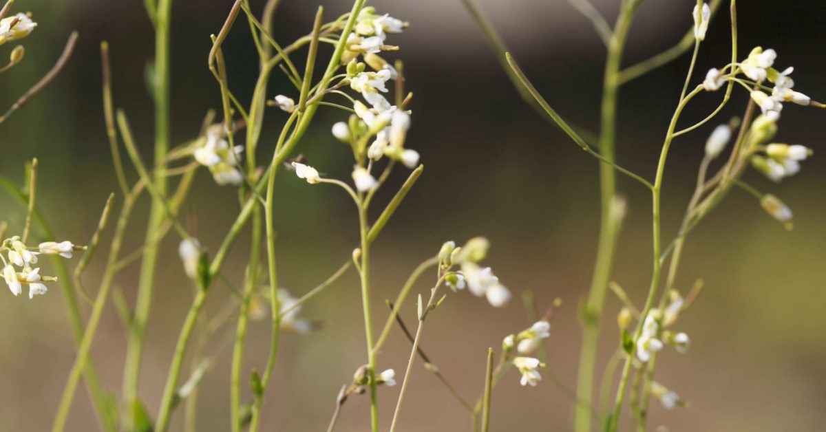 New antibiotic found in common weed