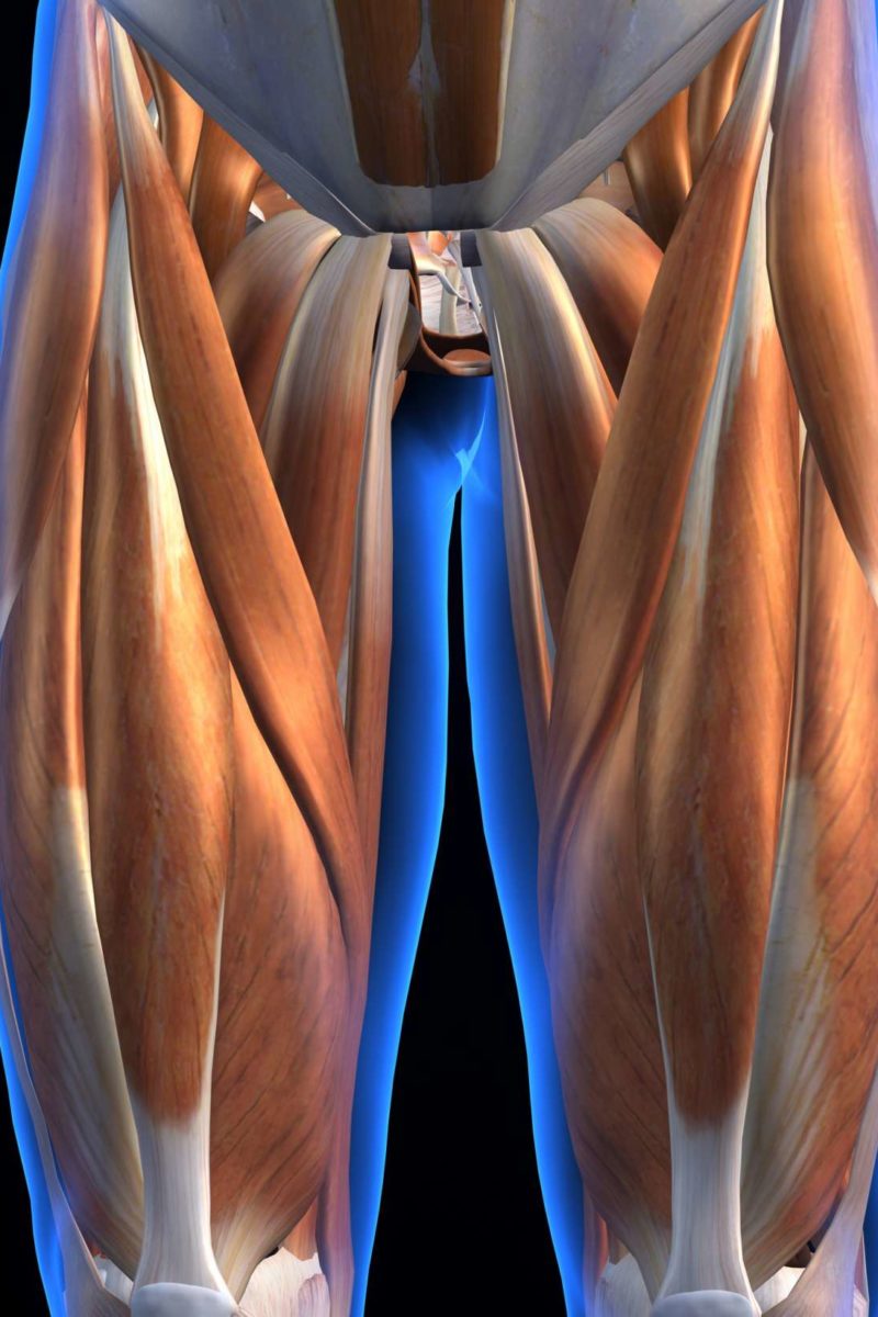 Pulled Quad Symptoms Treatment And Recovery Time