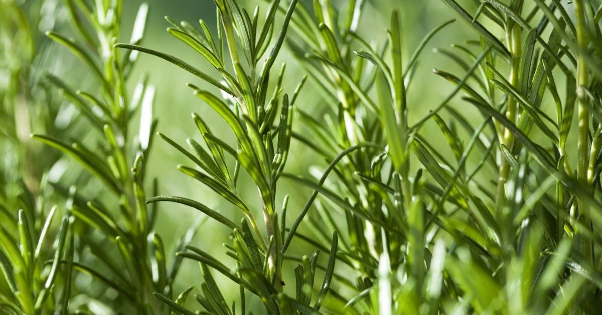 Prehistoric medicine: Research, disease prevention, and medications