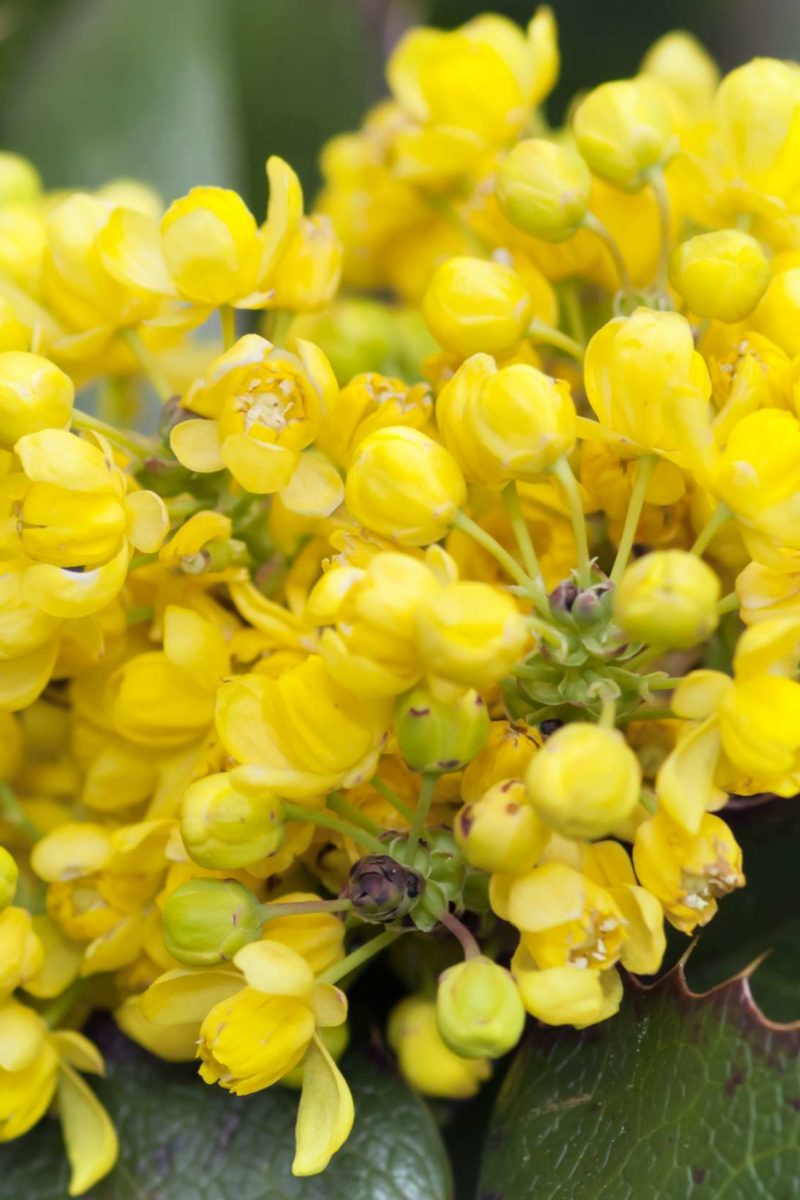 Herbs for psoriasis: Which herbal remedies are best?