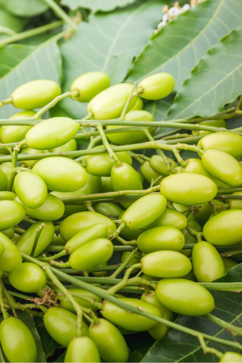 Neem Benefits Risks And How To Use Neem Benefits Risks And How To Use