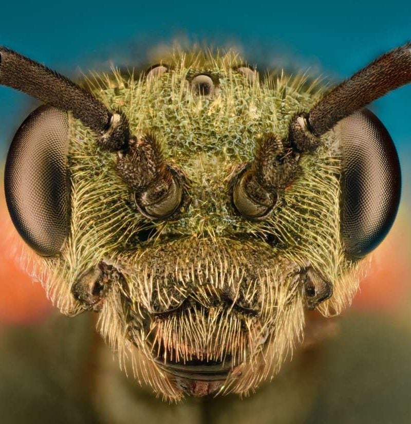 Scariest Looking Insects