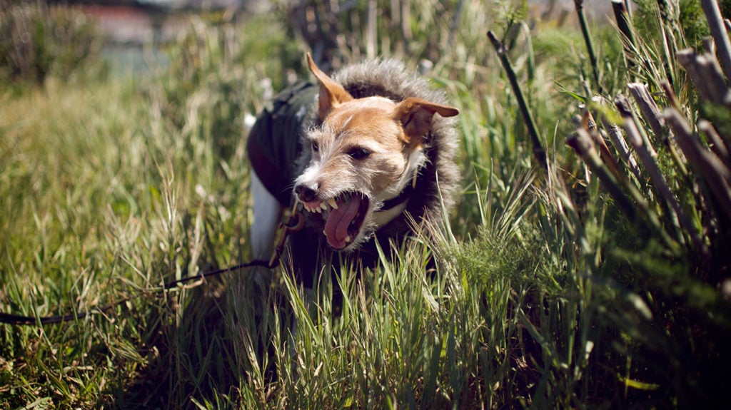 Animal bite infections: Diagnosis, symptoms, and treatments