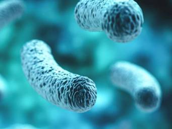 Study shows how gut bacteria may trigger MS