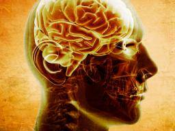 Misfiring in the brain's control system linked to OCD