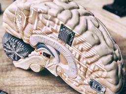 White matter: The brain's flexible but underrated superhighway