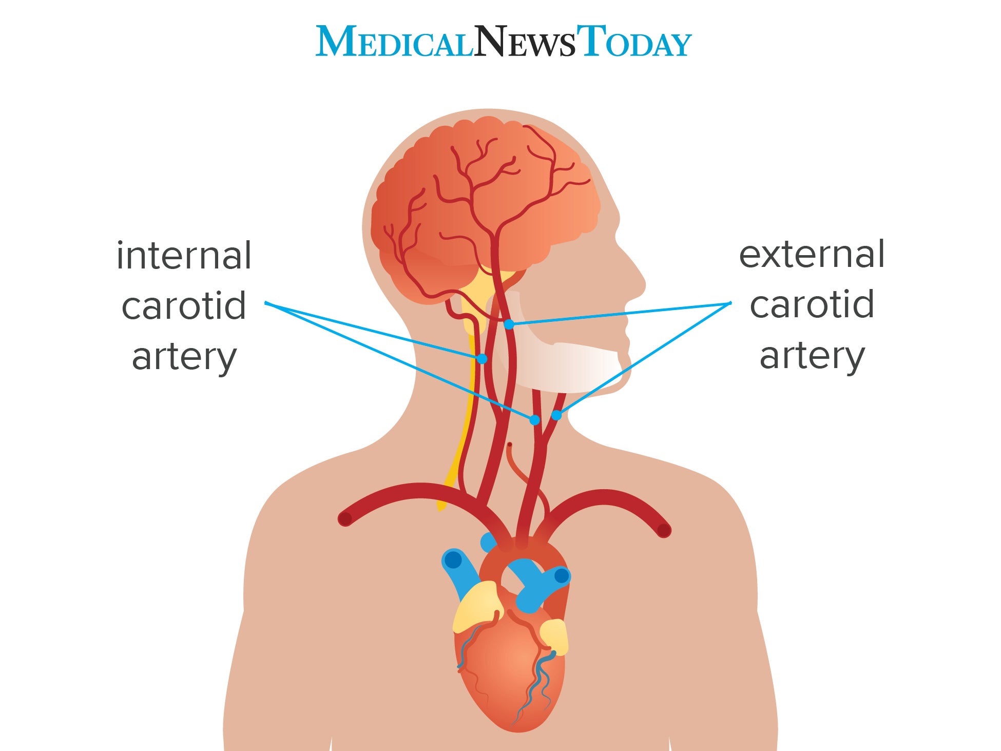 Internal Carotid Artery Teach Me Anatomy Internal Carotid Artery Teach Me Anatomy