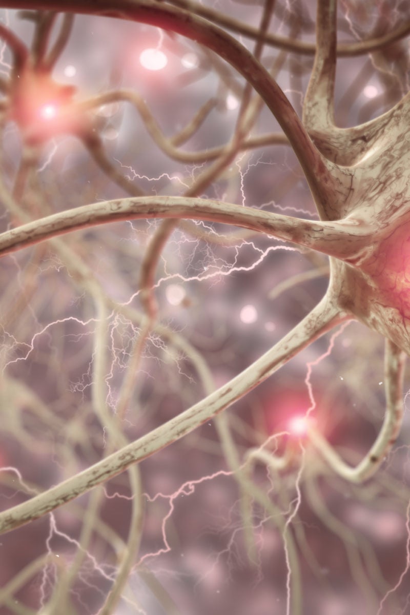 Researchers identify neuron crucial for navigation