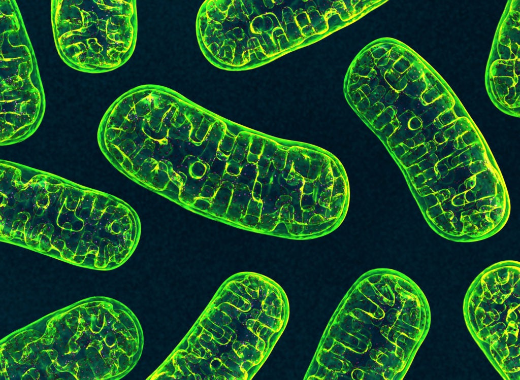 How mitochondria respond to exercise, high fat diet