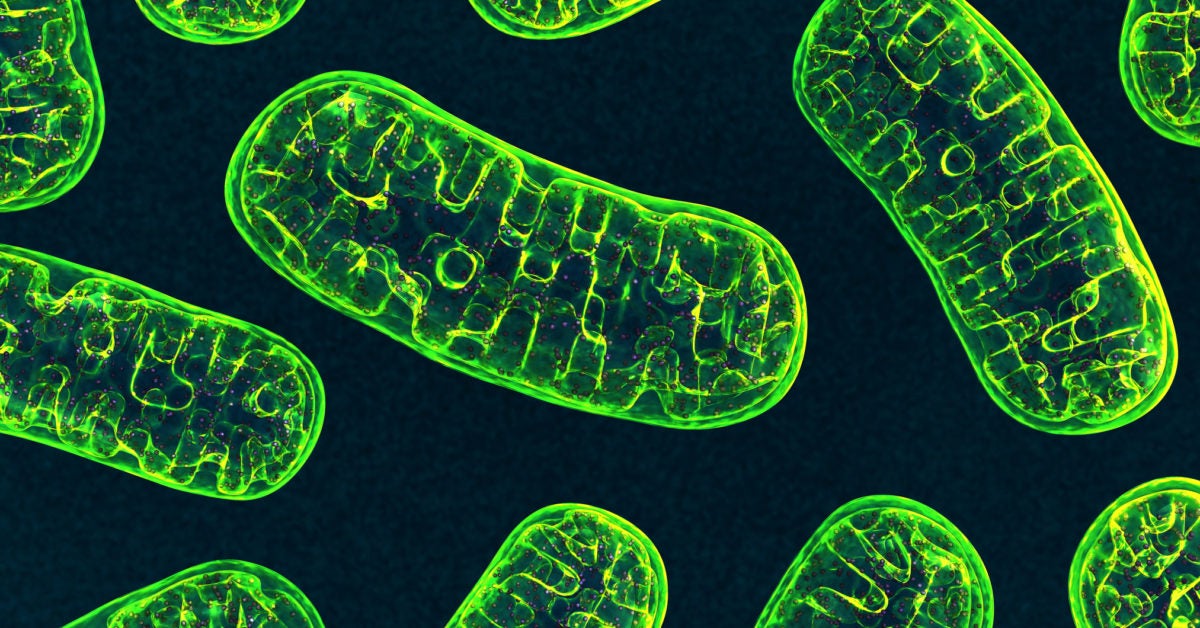 How mitochondria respond to exercise, high fat diet
