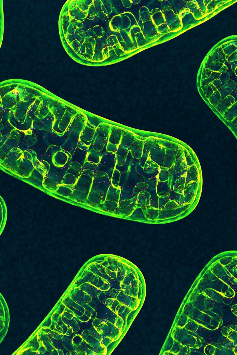 How mitochondria respond to exercise, high fat diet