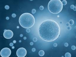 How safe are human embryonic stem cell transplants?