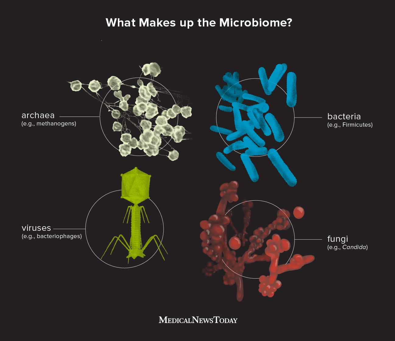 Human microbiota: The microorganisms that make us their home