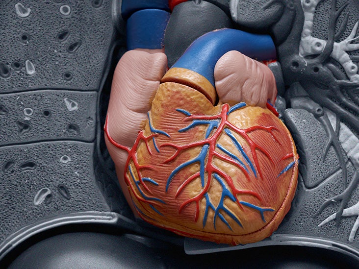 Where Is The Heart Located In The Body And How Does It Work 