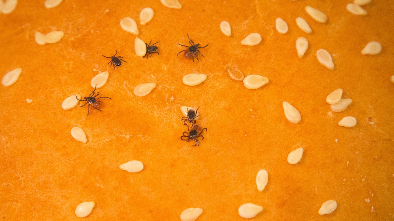 Parasites That Look Like Sesame Seeds