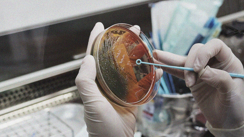 Meet the bacteria that might help treat diabetes