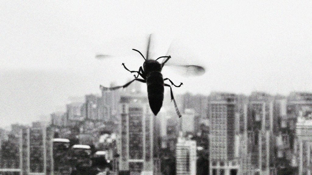 Bee sting swelling the next day? What to know, treatments, and more