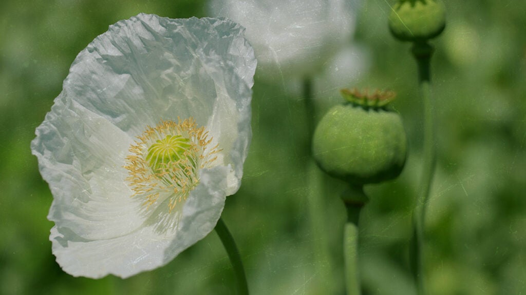 Opiate vs. opioid: Know the difference