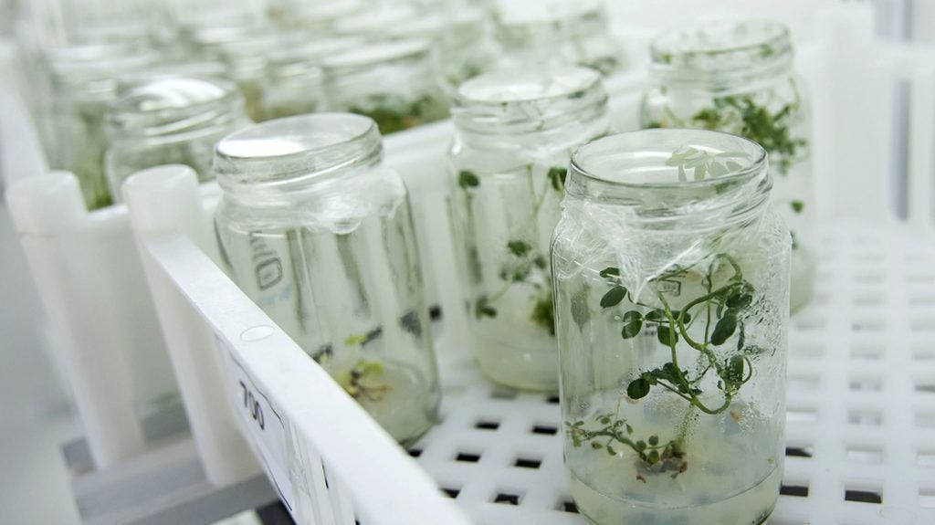 GMO: What does it mean?