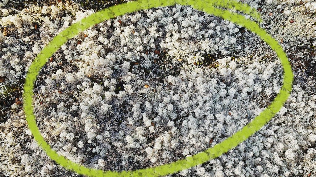 What are the benefits of sea moss?