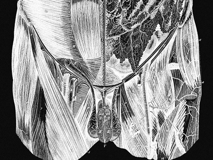 The function and anatomy of the male reproductive system