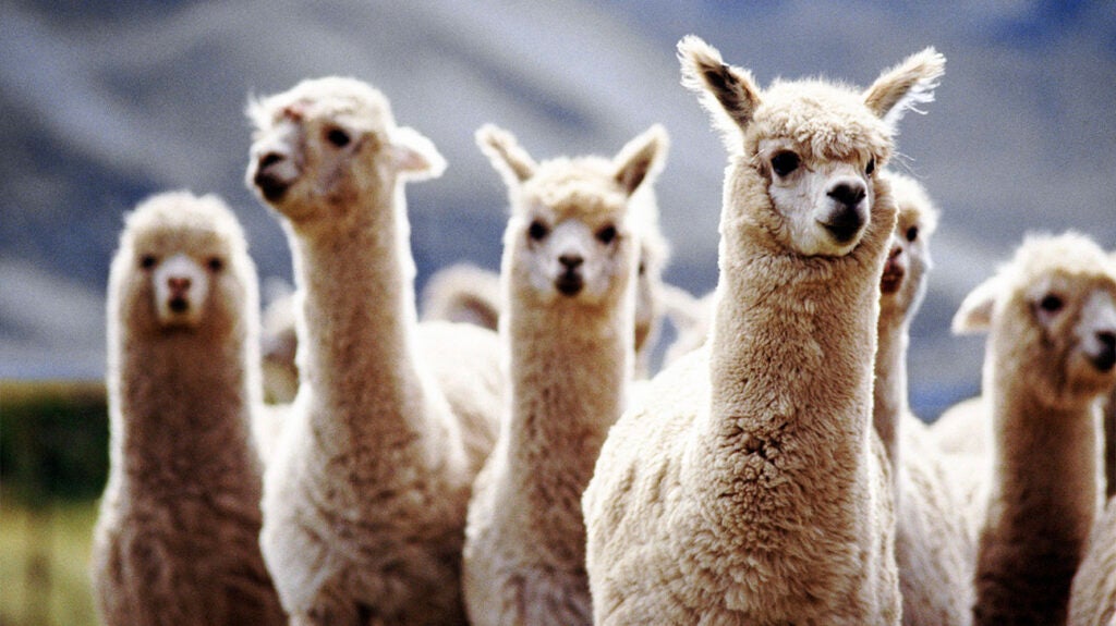 Llama New Llamas Join Herd Before Start Of New School Year Green
