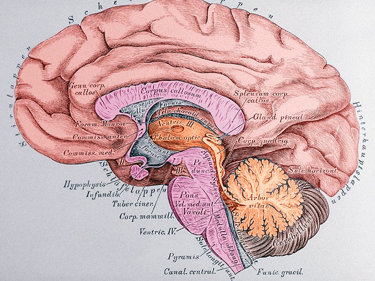 Can Body Fat Affect Brain Aging 