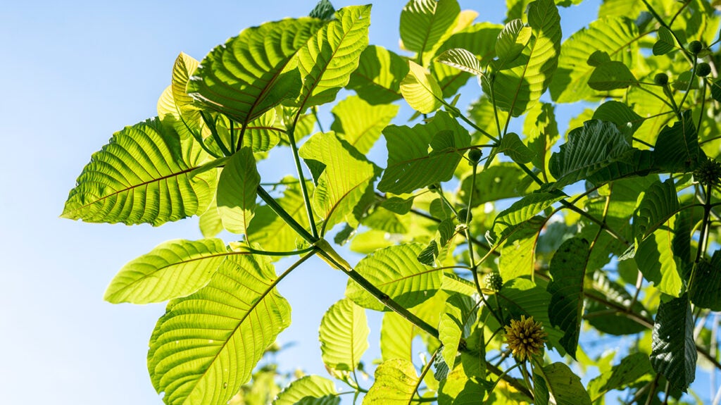 Kratom for opiate withdrawal: Facts, myths, and effects