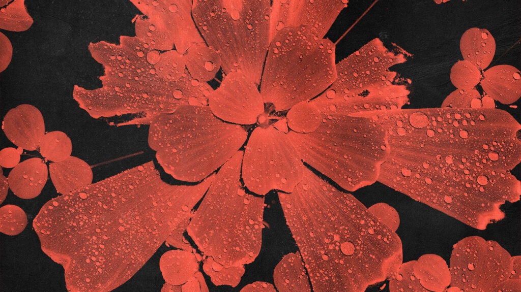 Hemolysis: Types, causes, and treatments