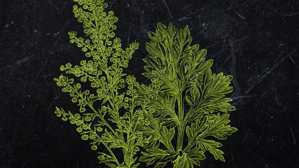 Wormwood: Uses, benefits, and risks