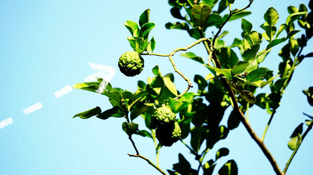 Bergamot Supplements Benefits Side Effects And Dosage