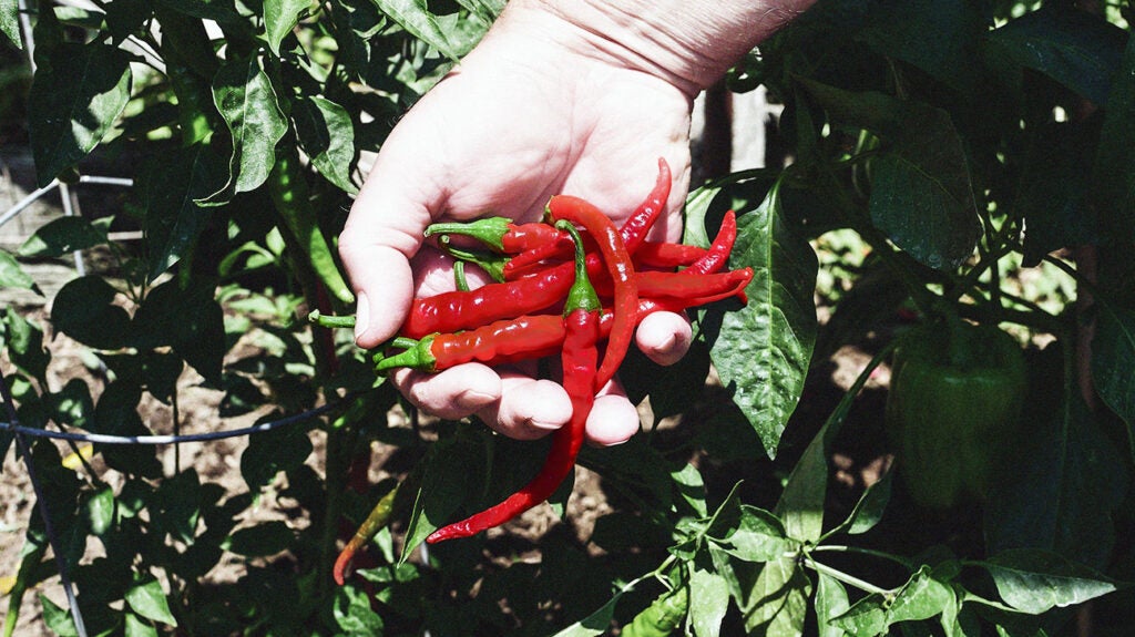 Cayenne for shingles: Uses, forms, and safety