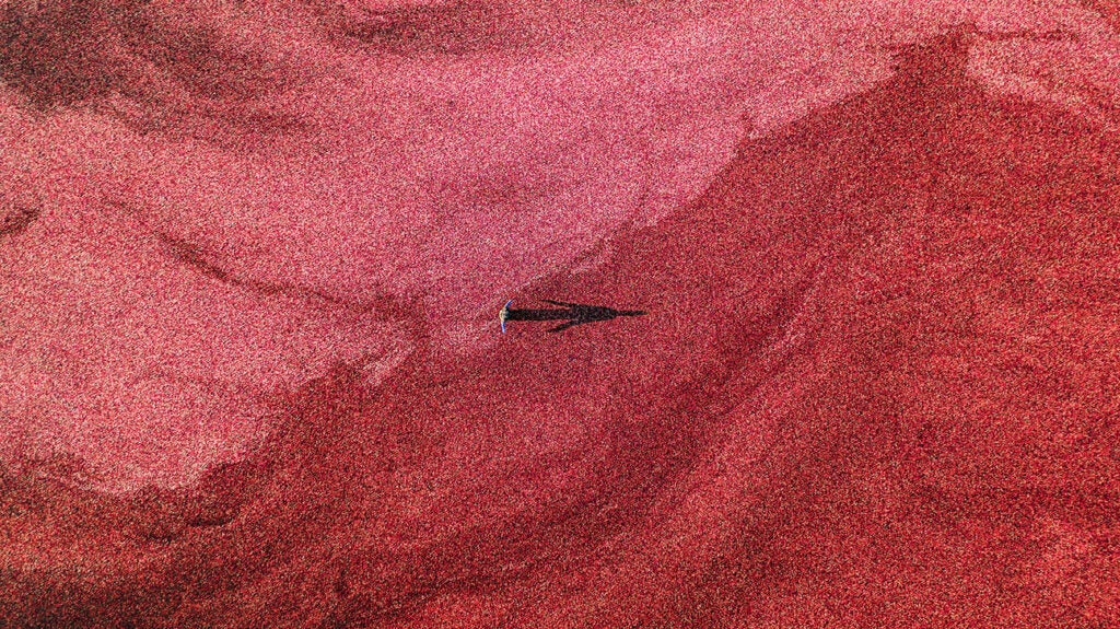 Cranberries intake may improve memory, brain function, cholesterol