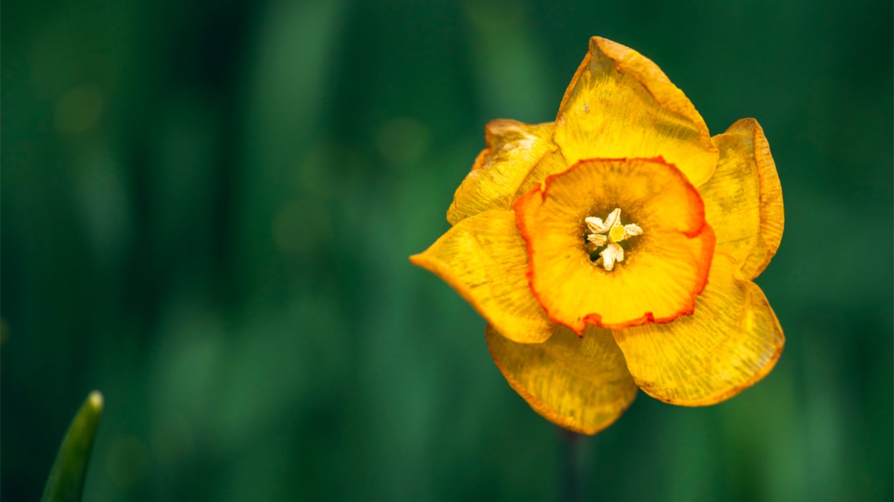 Flowers That Are Poisonous