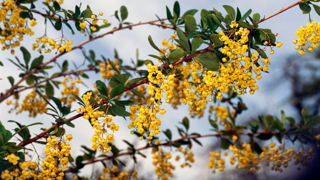Lung cancer: Plant compound berberine shows promise