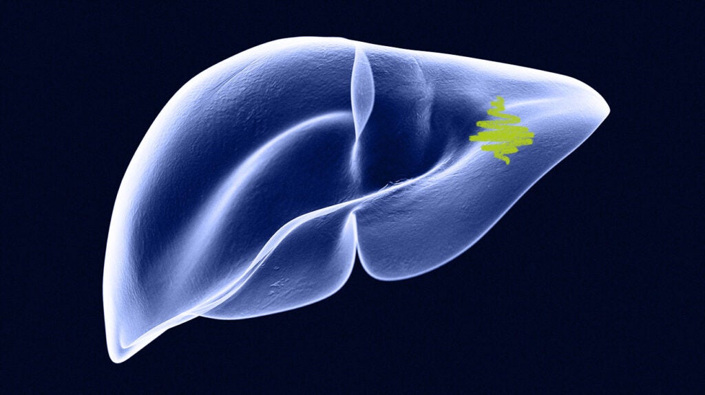 Liver hilum: Definition, anatomy, function, and more