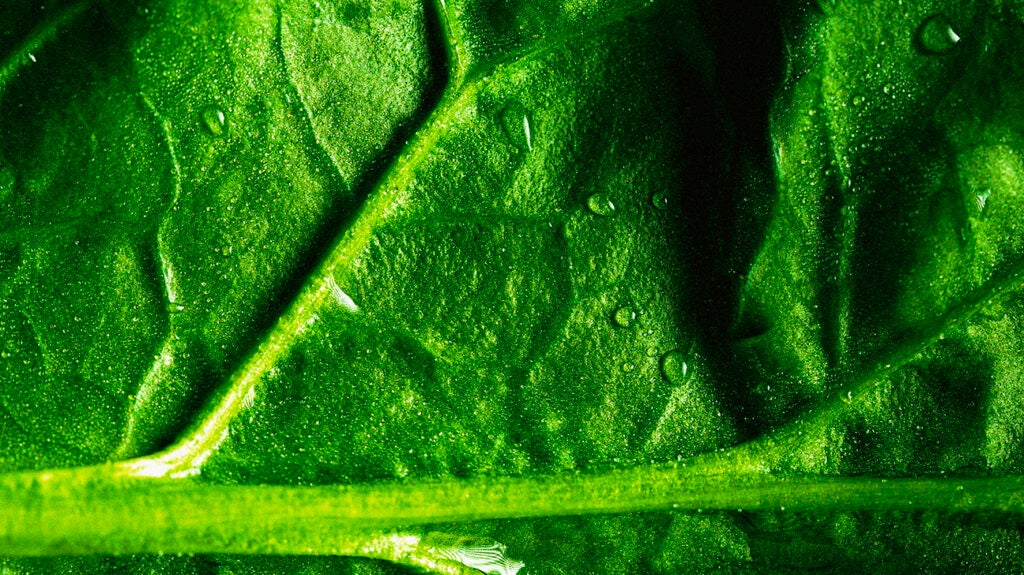 Oxalic acid (oxalate): What it is, uses, and risks